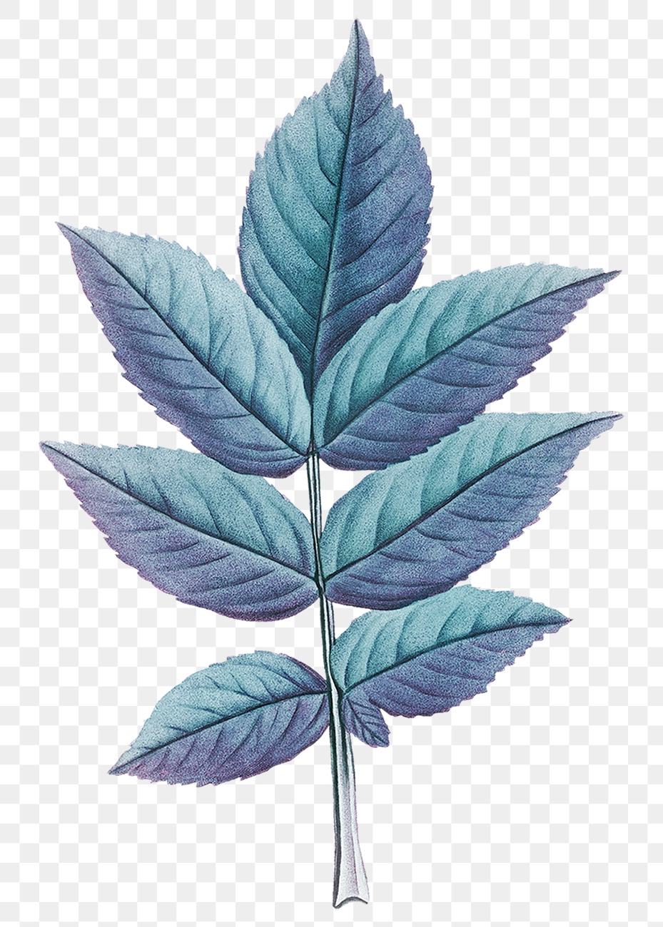 Blue leaf png vintage, transparent | Premium PNG - rawpixel