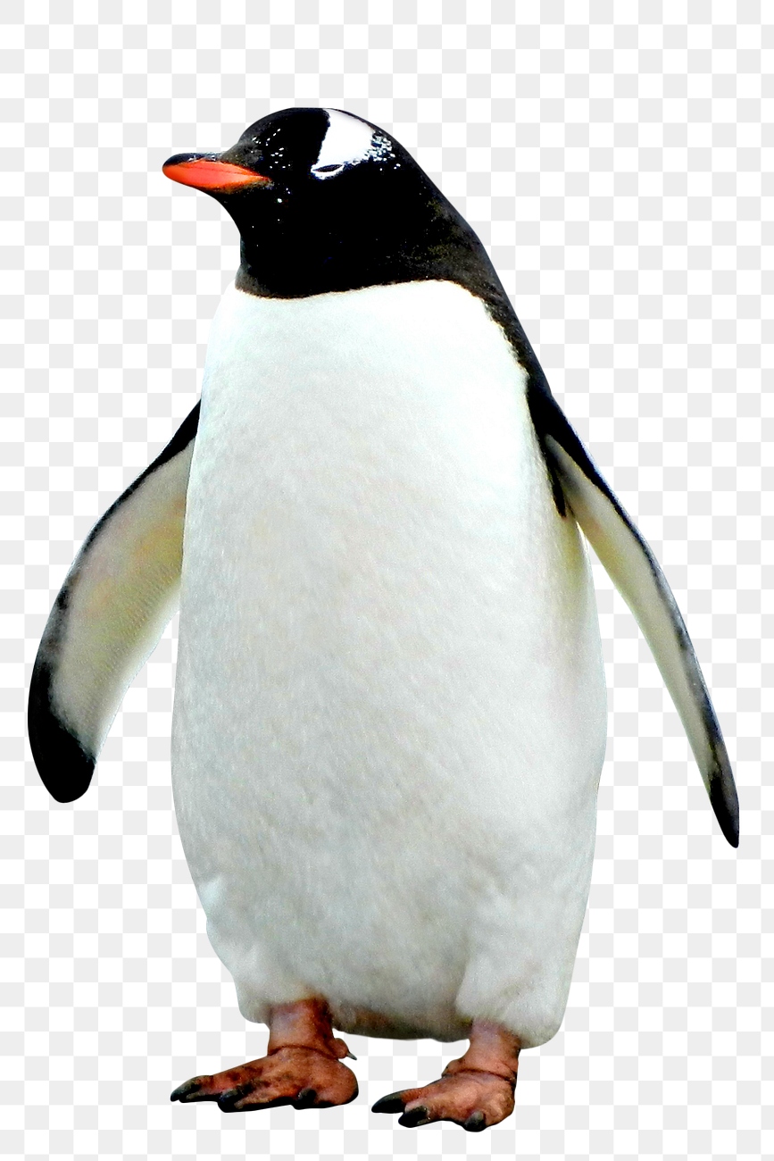 Penguin standing png sticker, transparent | Free PNG - rawpixel