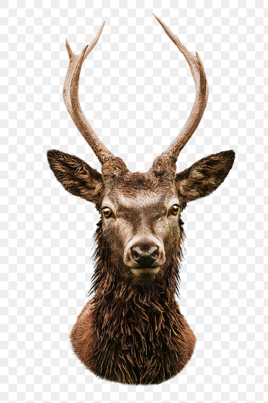 Red deer png sticker, transparent | Premium PNG - rawpixel