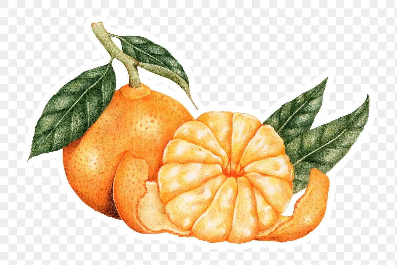 Hand drawn tangerine fruit sticker with a white border design element ...