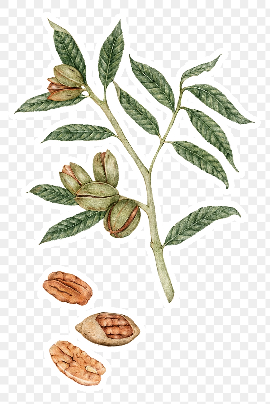Hand drawn pecan sticker with a white border design element | Free ...