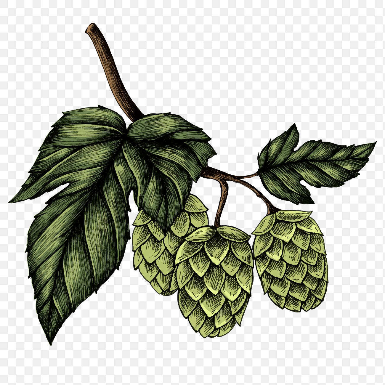 Colorful fresh hops png transparent