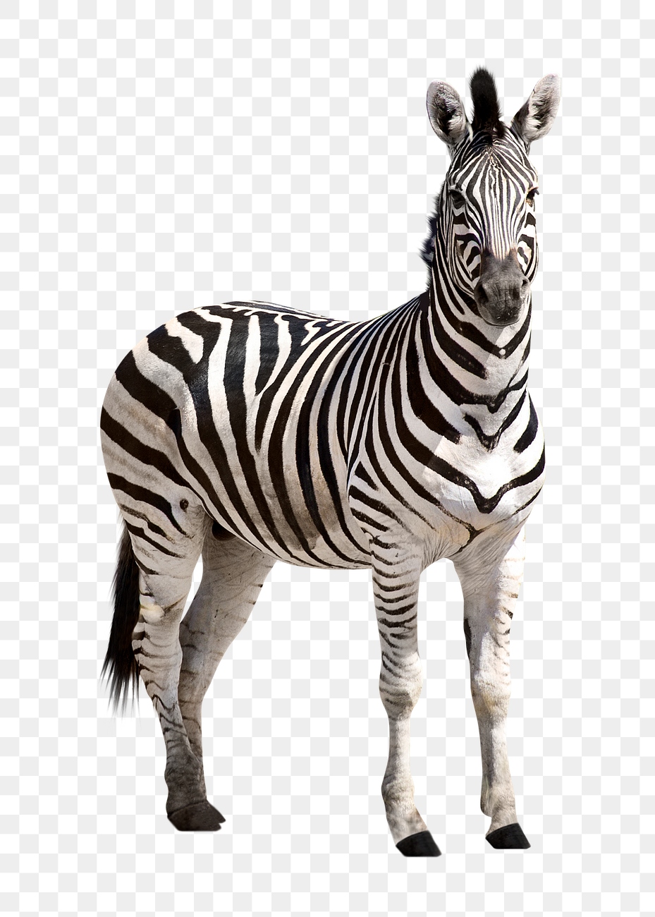 Zebra animal png clipart, wildlife | Free PNG - rawpixel