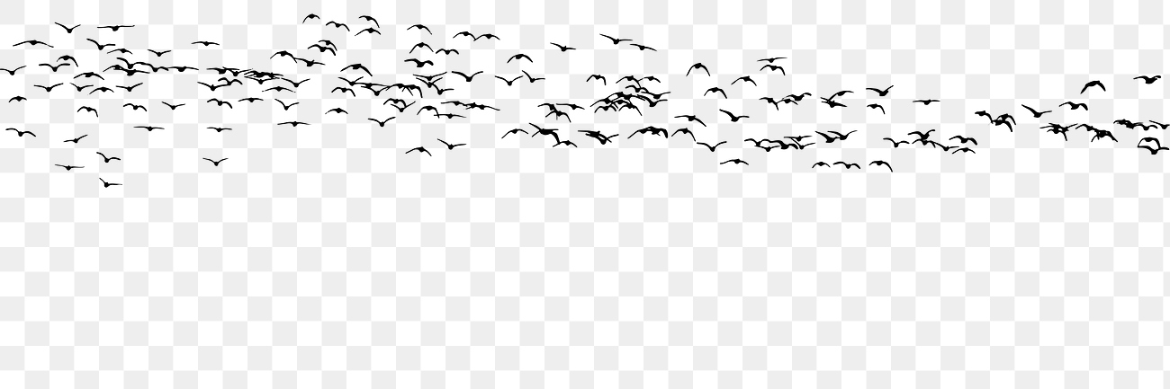 Flying birds png sticker animal | Free PNG - rawpixel