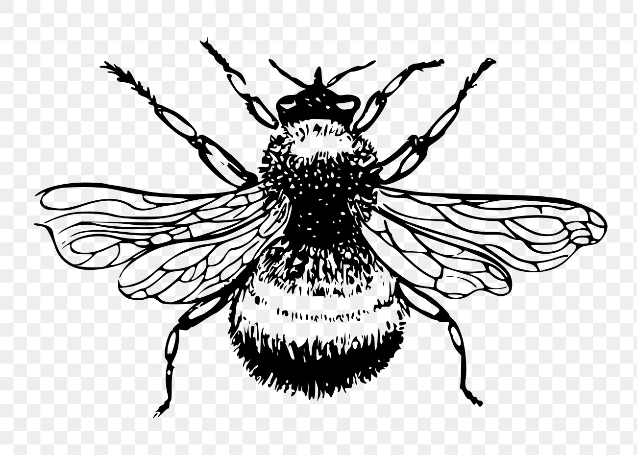 Bumblebee png sticker, insect vintage | Free PNG - rawpixel