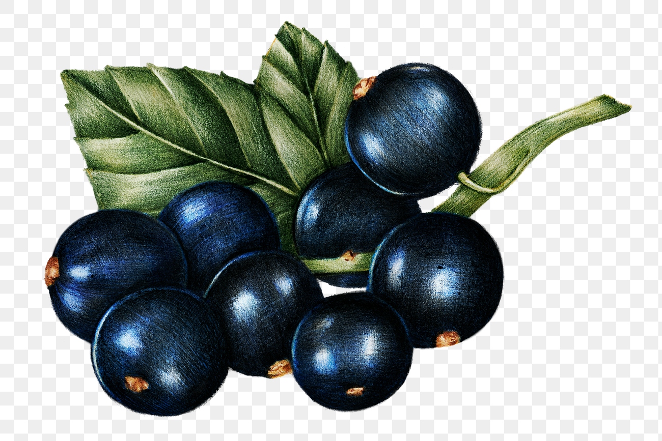 Hand drawn blackcurrants fruit sticker | Premium PNG Sticker - rawpixel