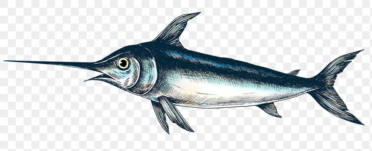Colorful swordfish isolated transparent png | Premium PNG Sticker ...