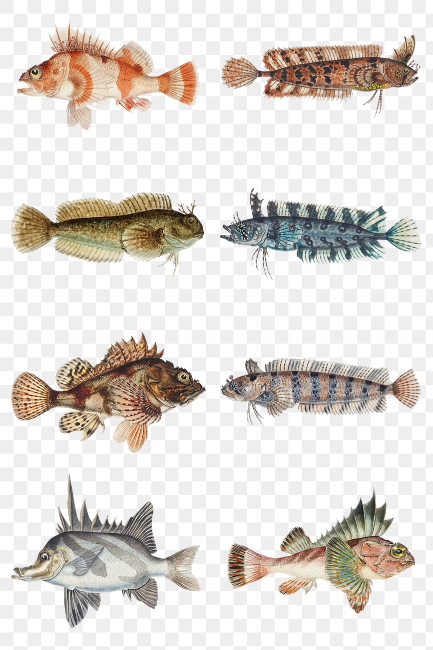 Ocean life fish png vintage | Premium PNG - rawpixel