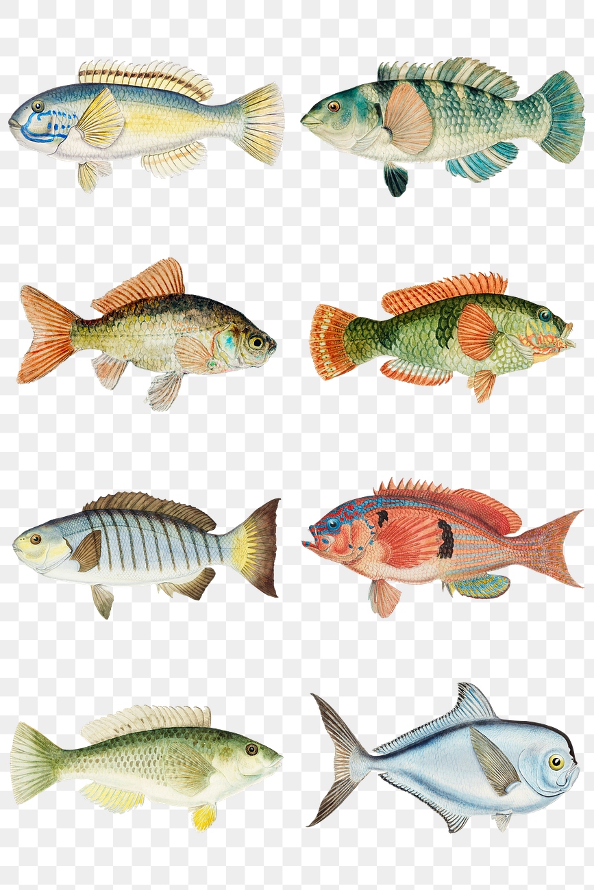Antique drawing fish png marine | Premium PNG - rawpixel