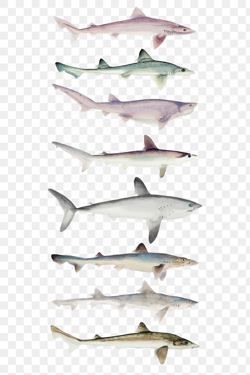Antique drawing sharks png marine | Premium PNG - rawpixel