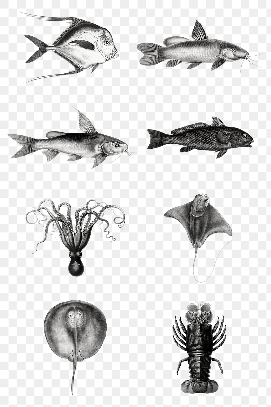 Black and white sea animals | Premium PNG - rawpixel