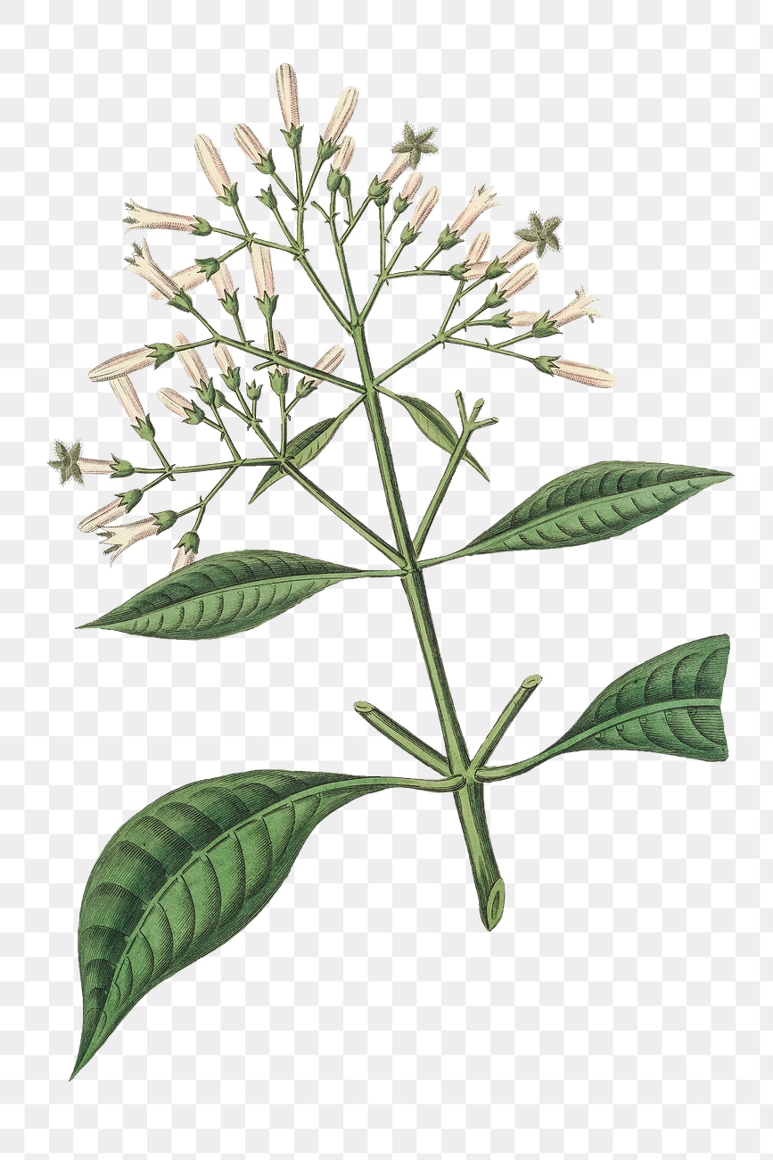 Quinine bark white flowers botanical | Premium PNG Sticker - rawpixel