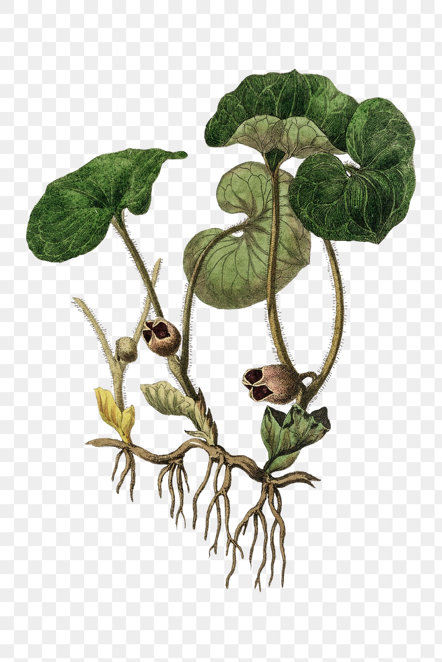 Hand drawn wild ginger png | Premium PNG Sticker - rawpixel