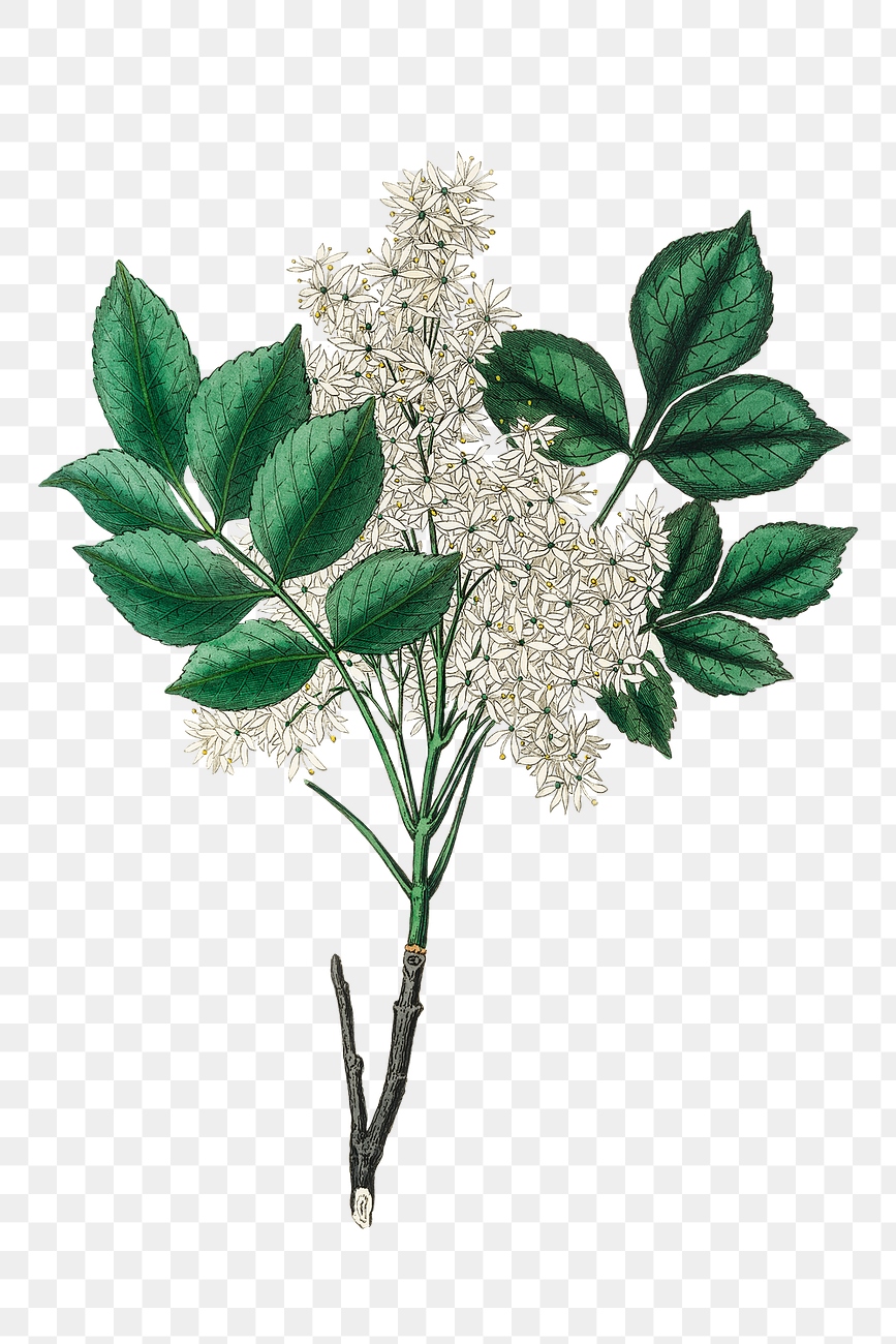 Hand drawn white flowering ash | Premium PNG Sticker - rawpixel