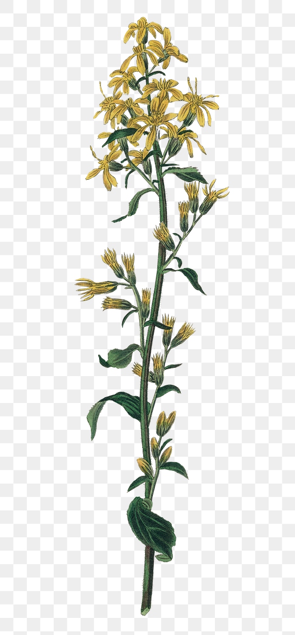 Yellow european goldenrod flowers png | Premium PNG Sticker - rawpixel
