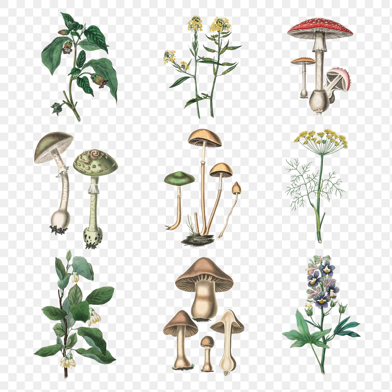 Hand drawn fungus colorful flowers | Premium PNG - rawpixel