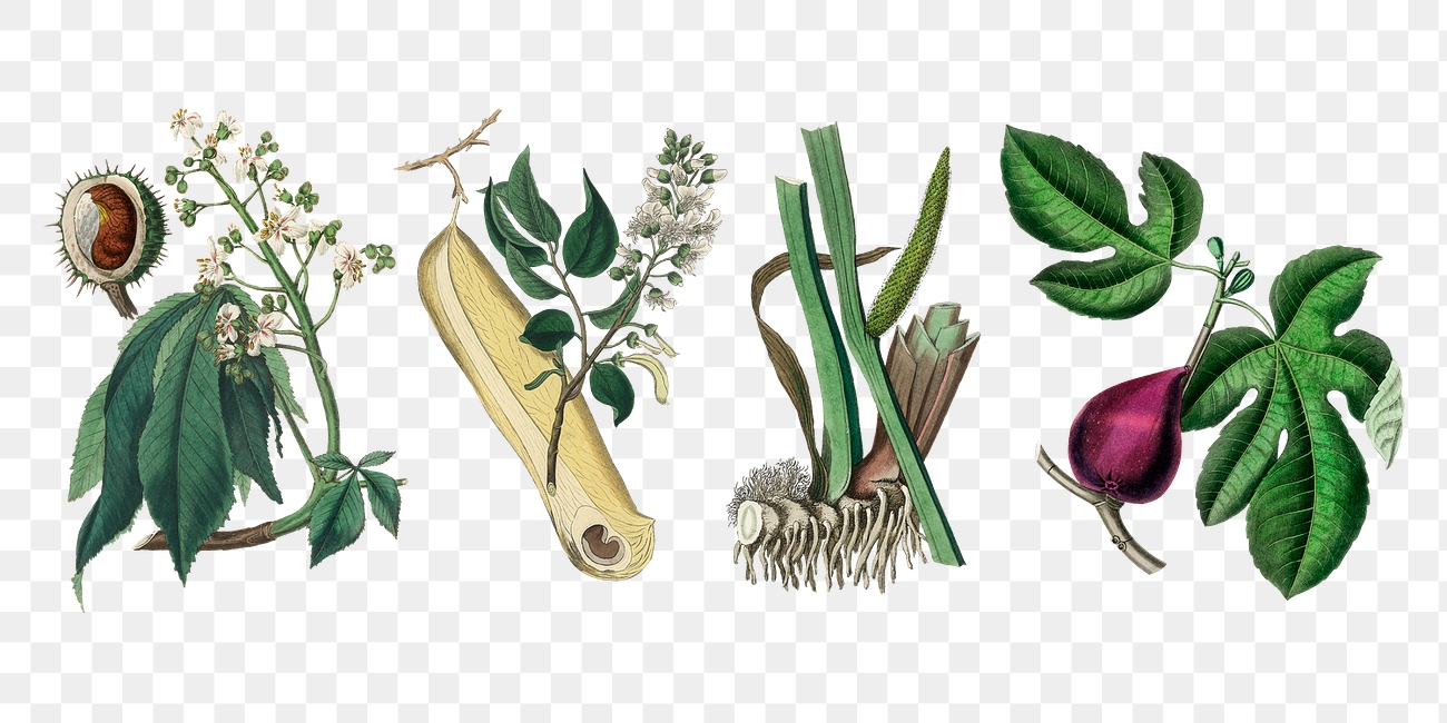 Medical botany plant png set | Premium PNG - rawpixel