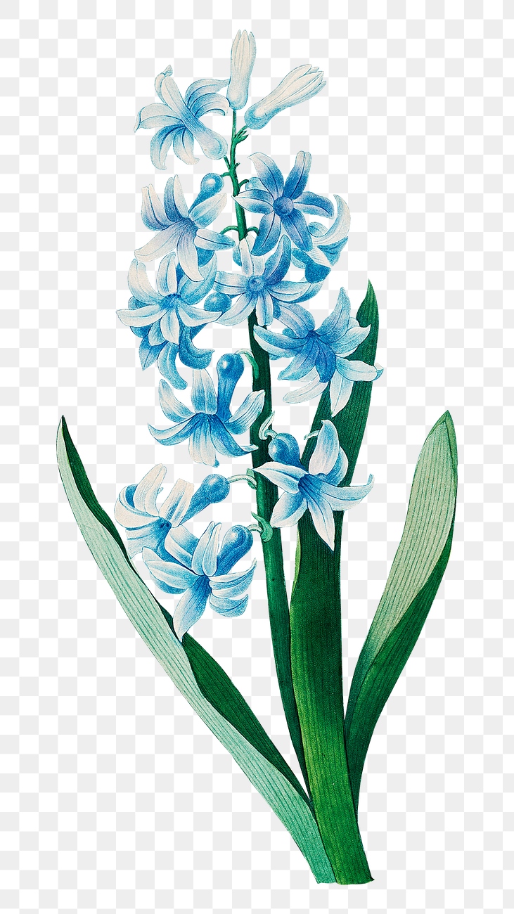 Blue hyacinth flower png botanical | Premium PNG Sticker - rawpixel
