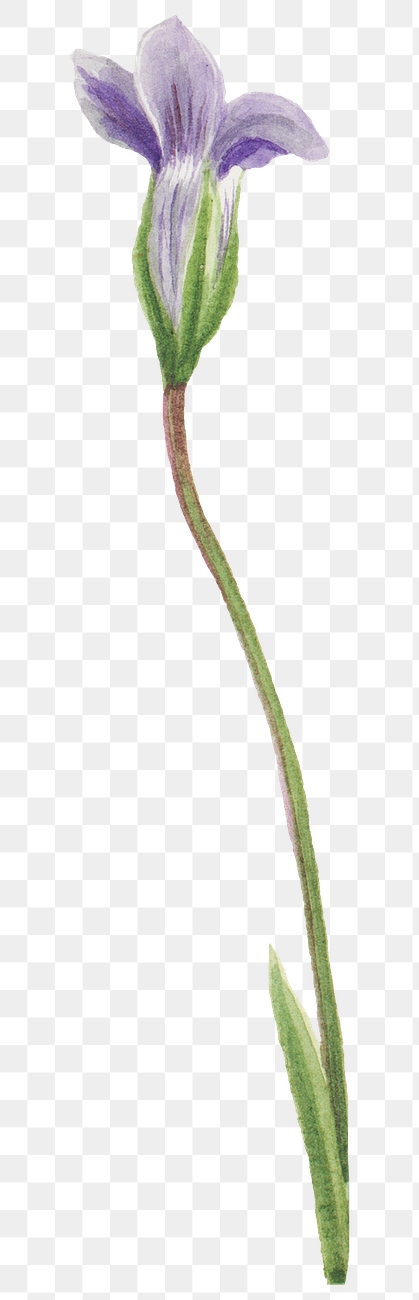 Hand drawn gentian png floral | Premium PNG Sticker - rawpixel
