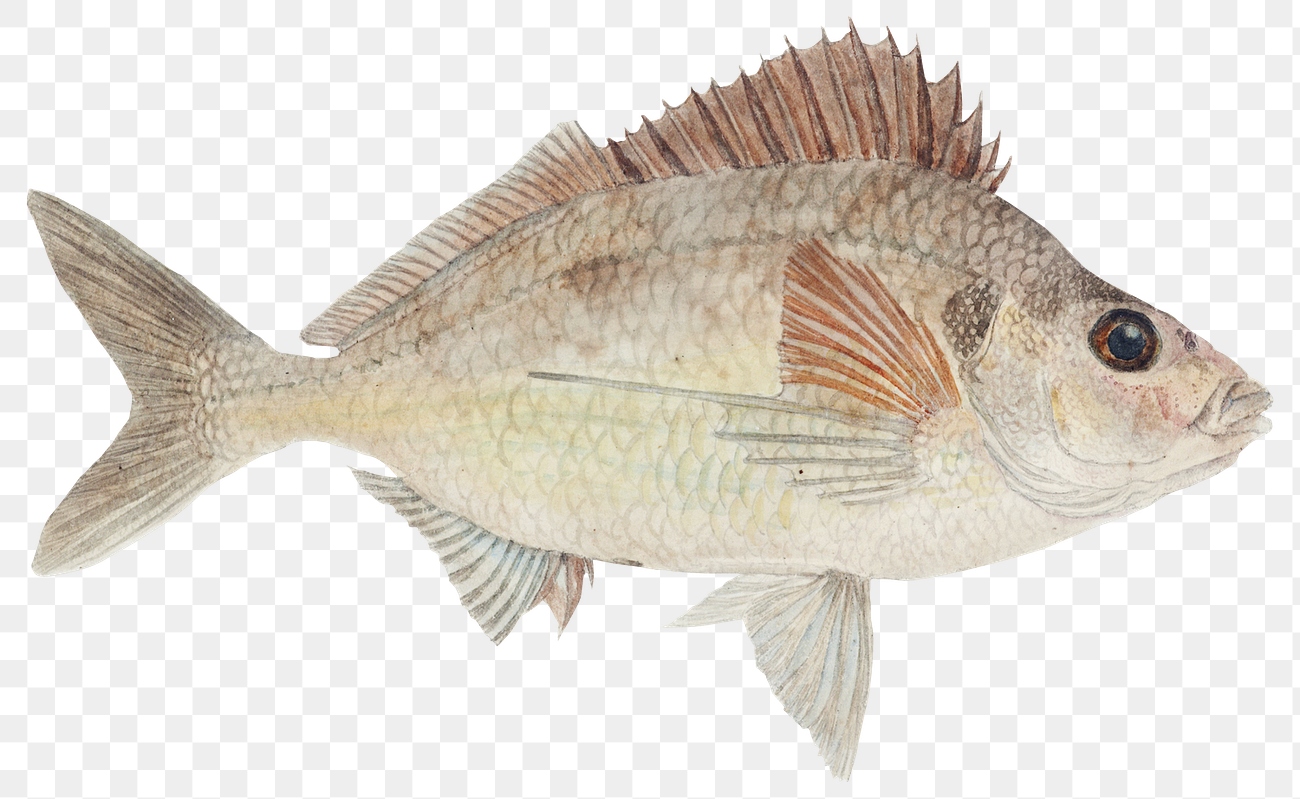 Antique drawing tarakihi fish png | Free PNG Sticker - rawpixel