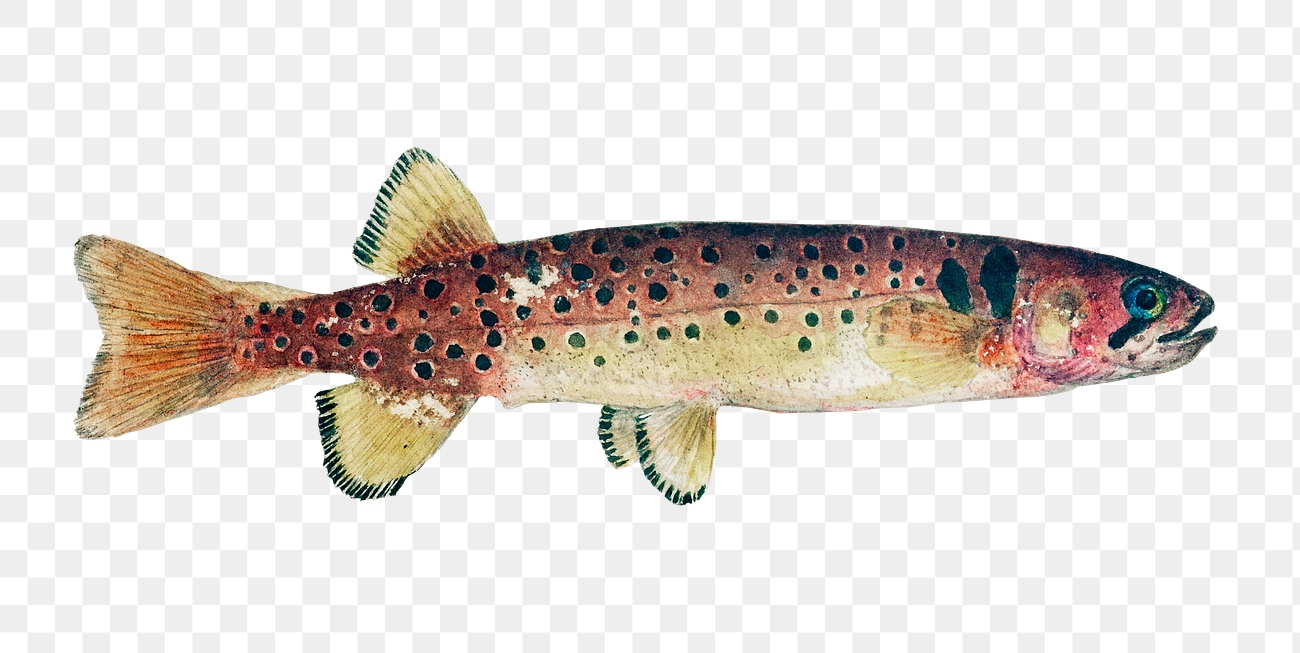Antique drawing inanga fish png | Premium PNG Sticker - rawpixel