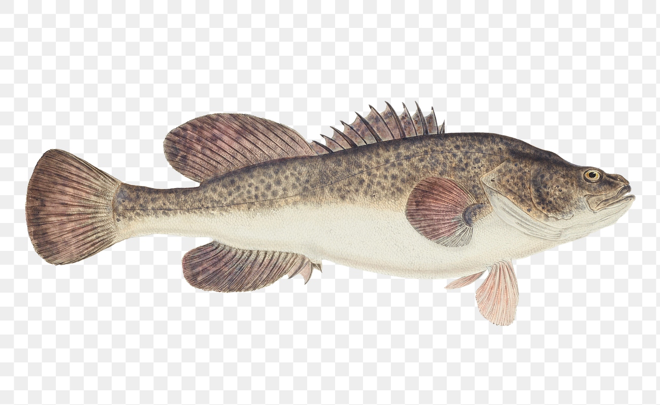 Murray cod png sea creature | Premium PNG Sticker - rawpixel