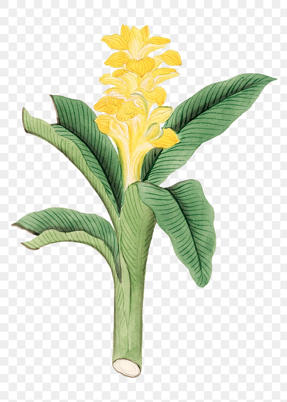 Flower png Ginger Curcuma, vintage | Premium PNG Sticker - rawpixel