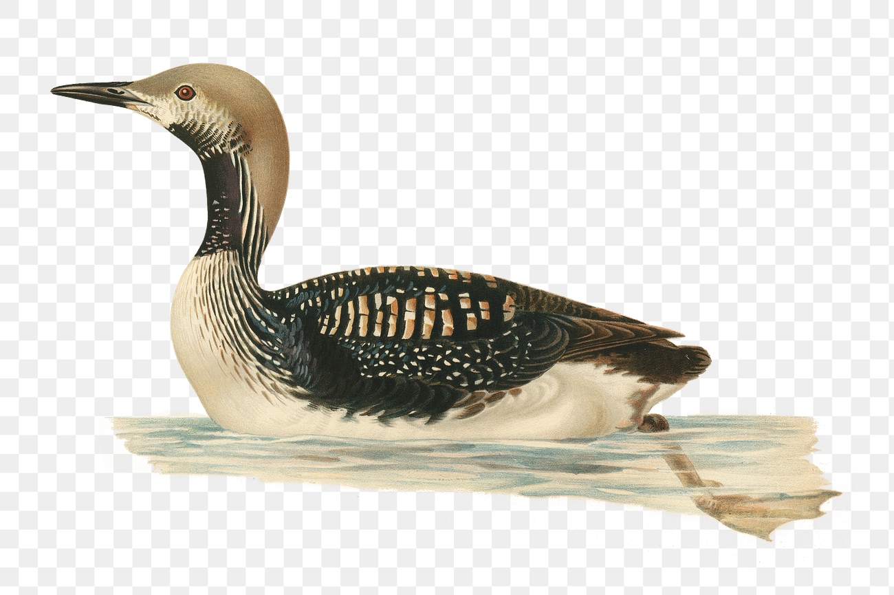 Png sticker black-throated loon bird | Premium PNG Sticker - rawpixel