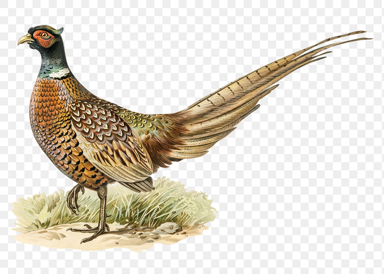 Red-necked pheasant vintage bird png | Premium PNG Sticker - rawpixel