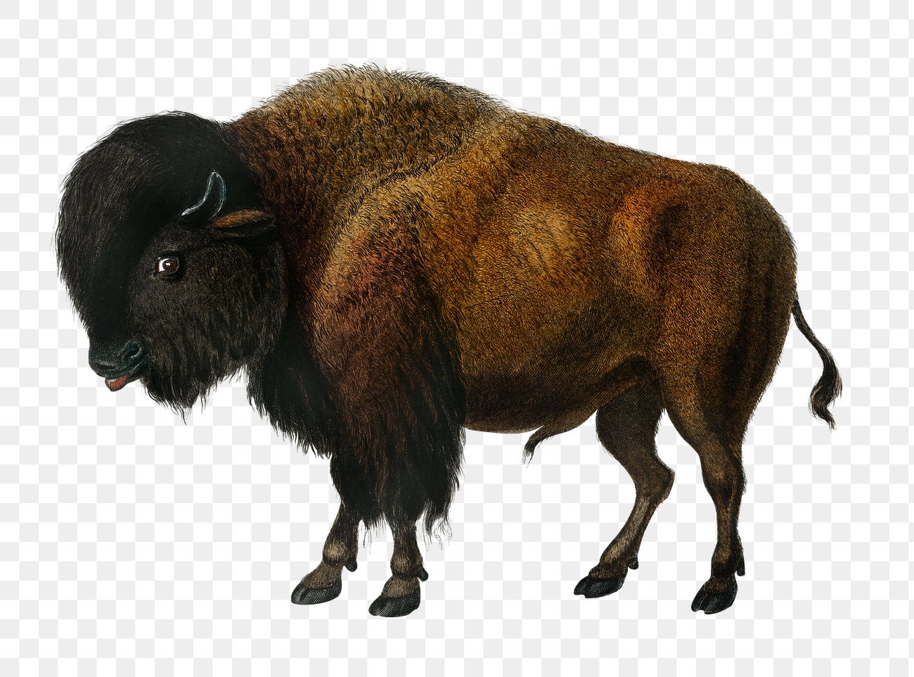 Vintage bison png buffalo animal, | Premium PNG Sticker - rawpixel