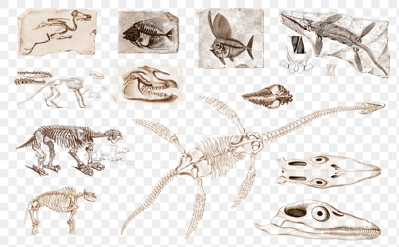 Vintage extinct animal fossils png, | Premium PNG - rawpixel