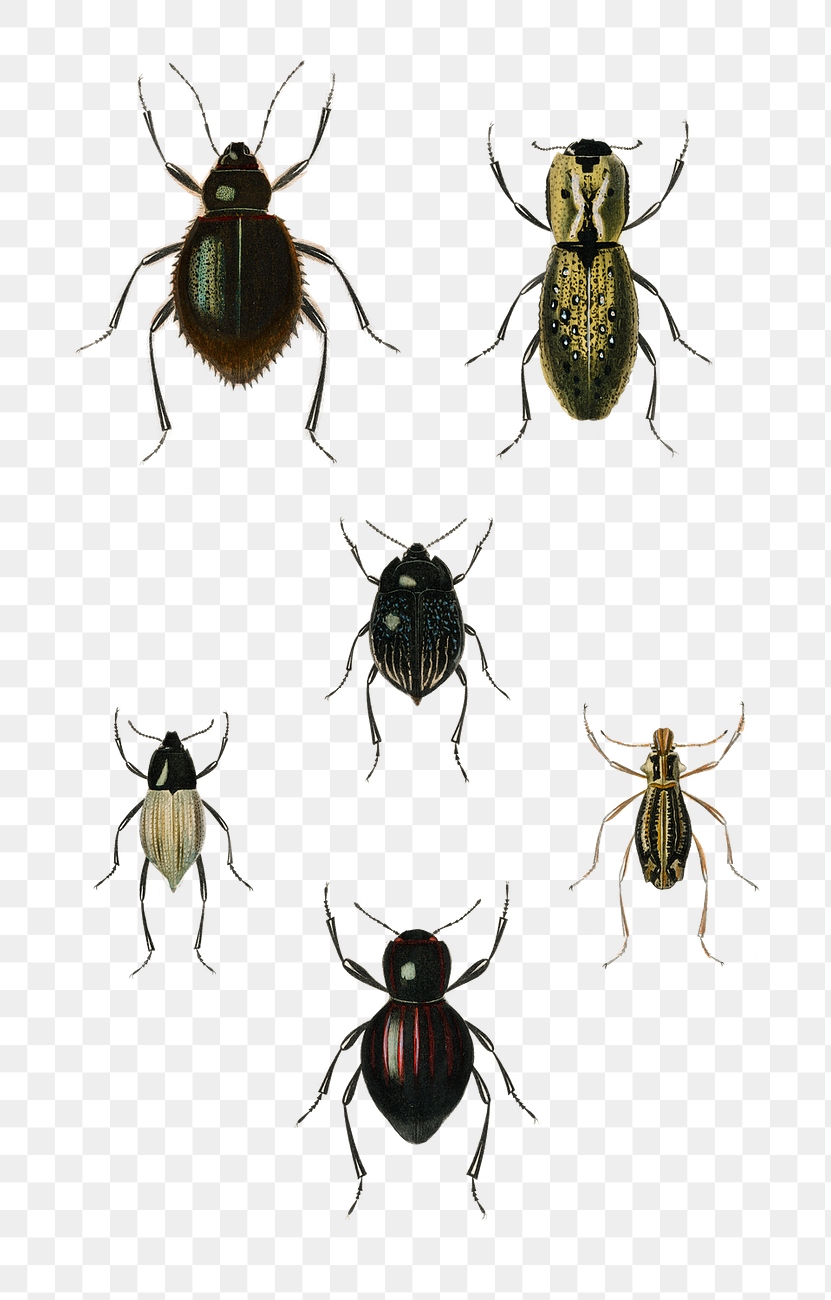Vintage bug png set, remix | Free PNG - rawpixel