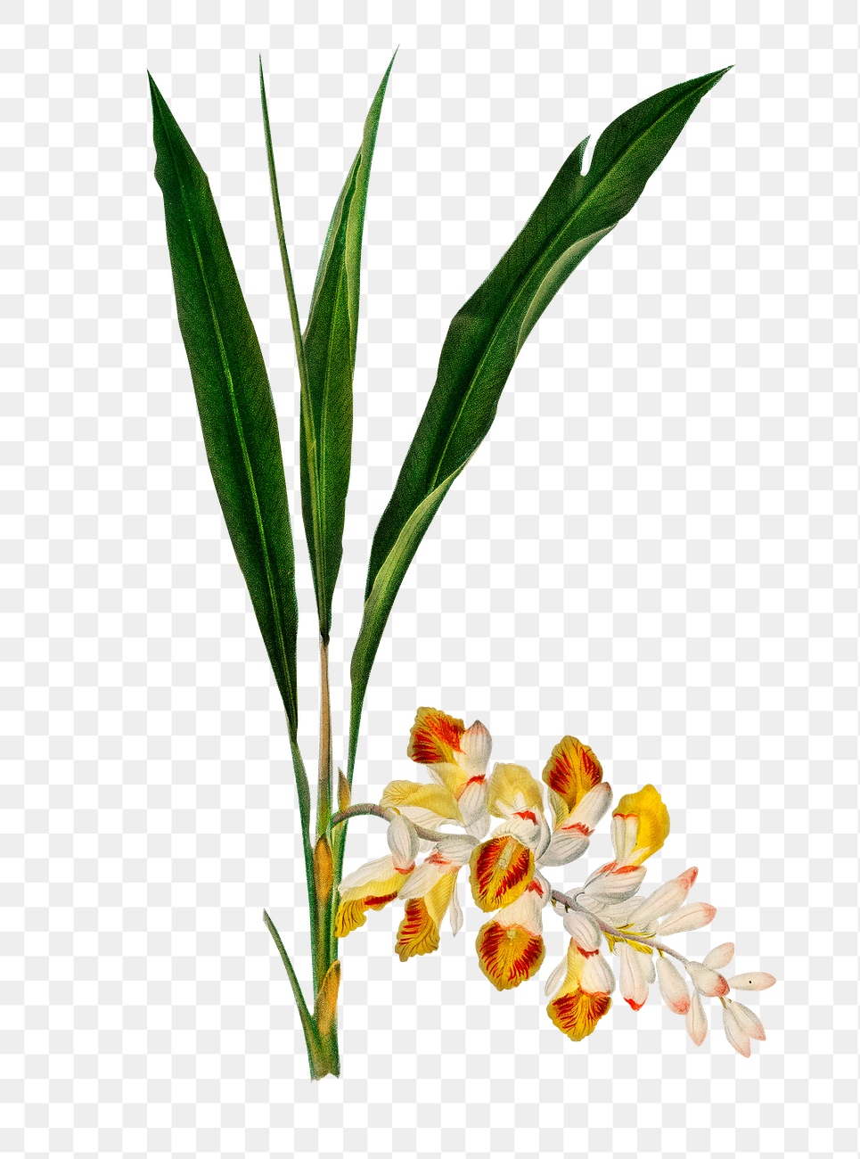 Dwarf cardamom png flower plant, | Premium PNG Sticker - rawpixel