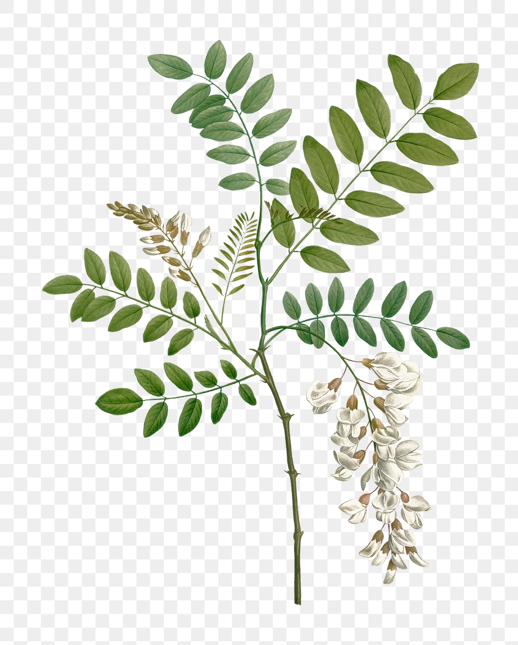 Vintage acacia plant transparent png | Premium PNG Sticker - rawpixel