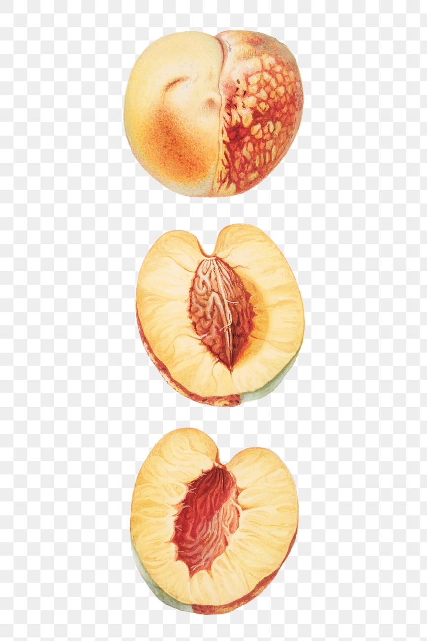 Hand drawn nectarine fruit design | Premium PNG - rawpixel
