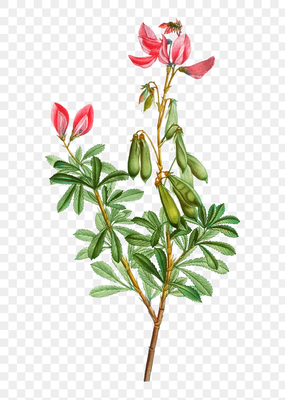 Ononis fruticosa flower transparent png | Free PNG Sticker - rawpixel