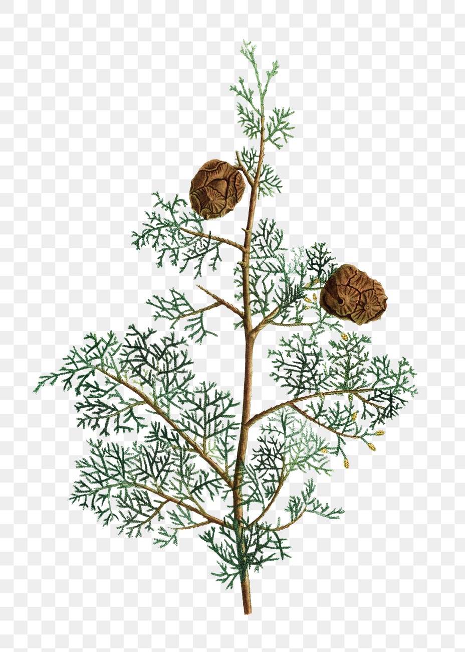 Mediterranean cypress plant transparent png | Premium PNG Sticker ...