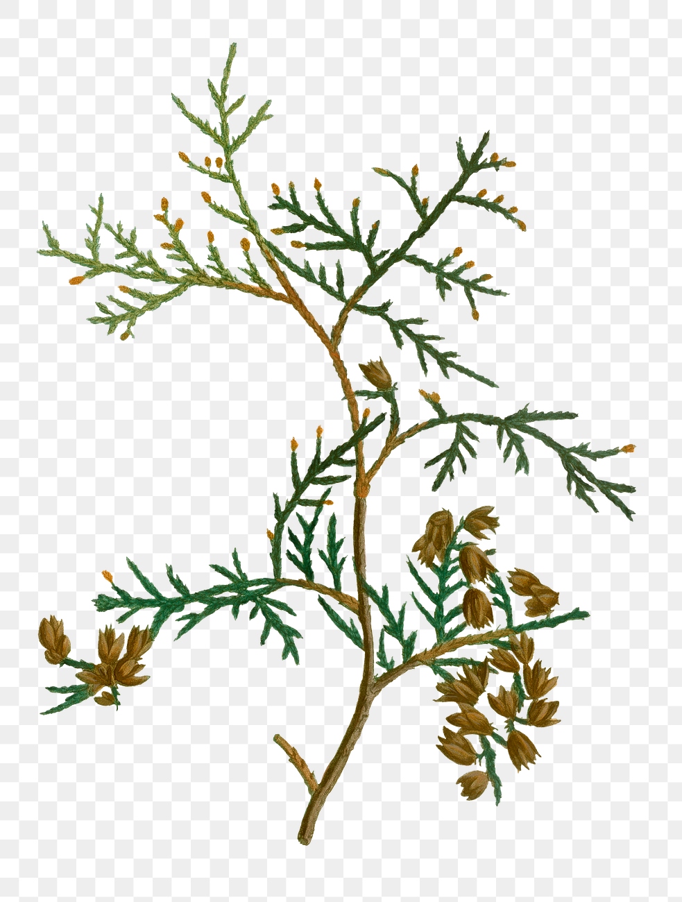 Northern white-cedar branch plant transparent | Premium PNG Sticker ...