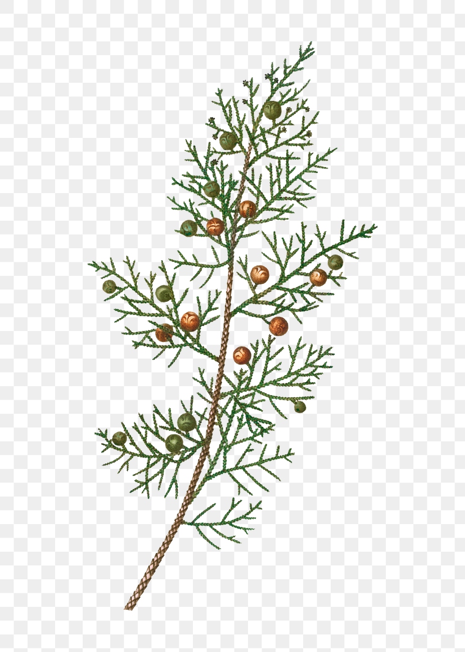 Phoenicean juniper branch plant transparent | Premium PNG Sticker ...