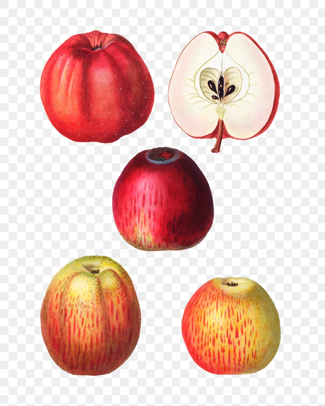 Vintage apple fruits transparent png | Premium PNG Sticker - rawpixel
