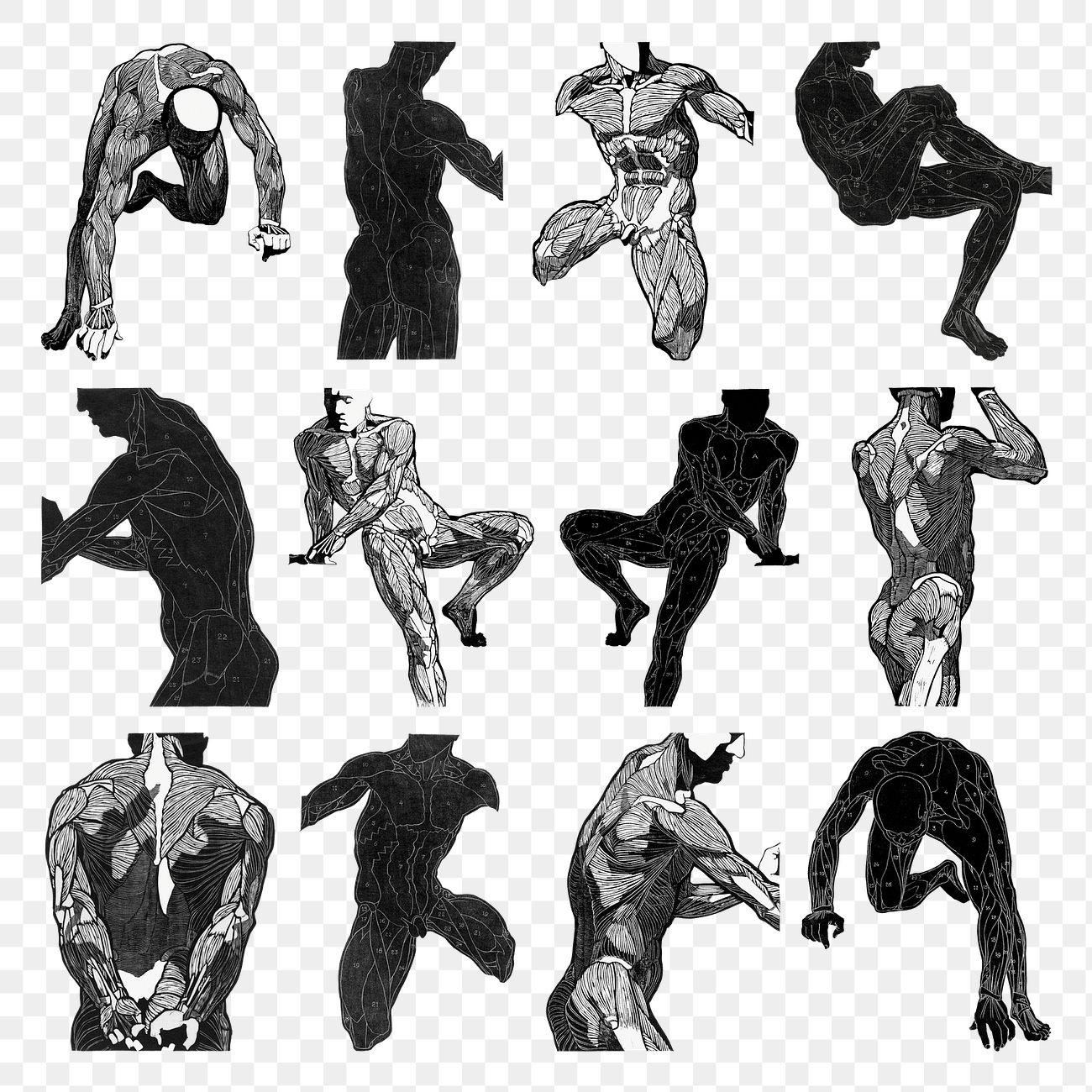 Man's muscles png human anatomy | Premium PNG - rawpixel