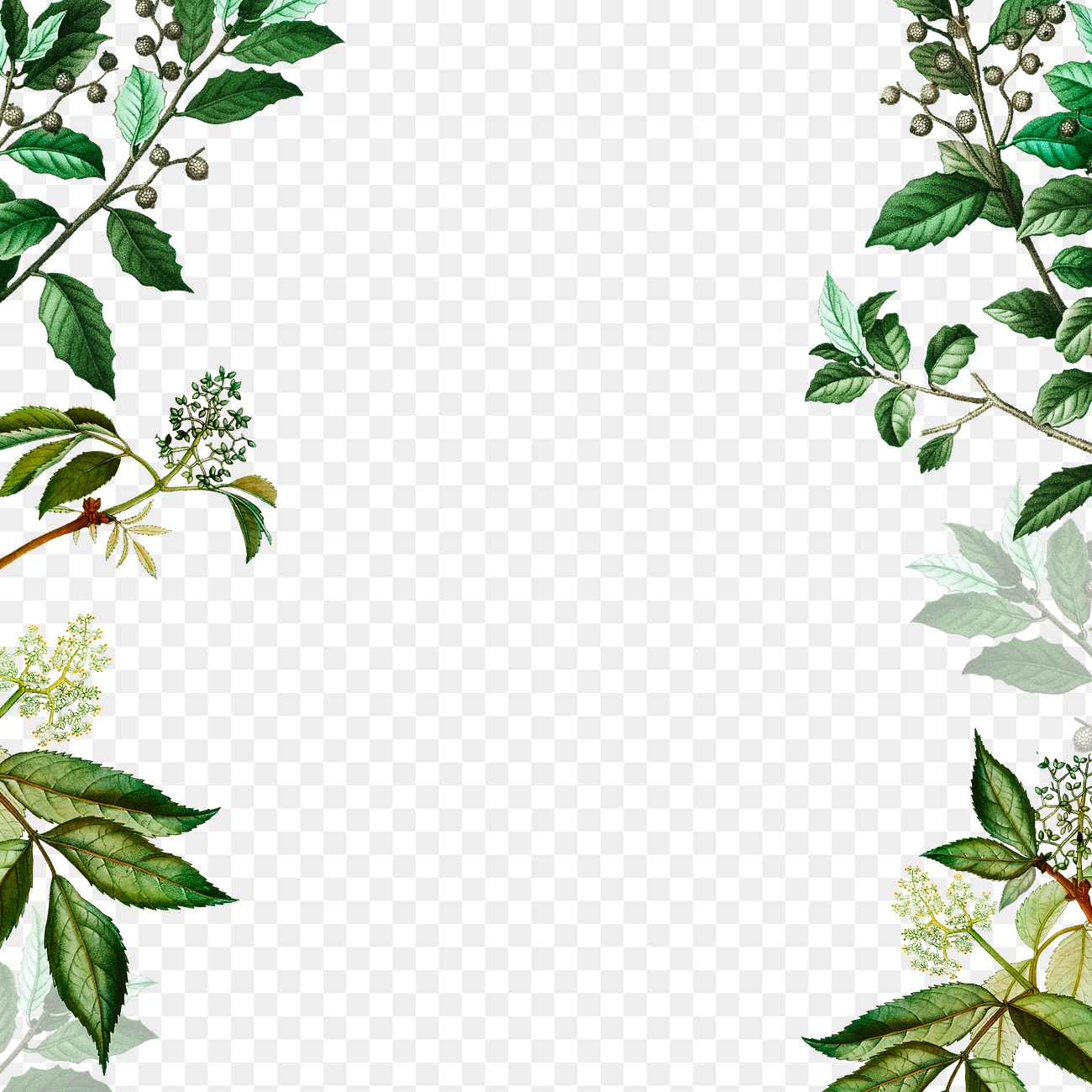 Botanical frame design transparent png | Premium PNG - rawpixel