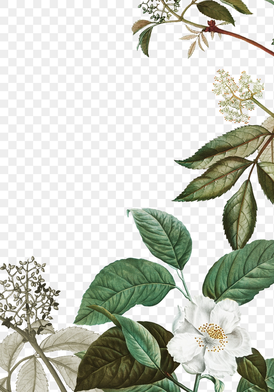 Botanical frame design transparent png | Premium PNG - rawpixel