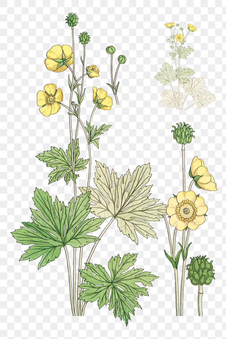 Vintage buttercup flower parts transparent | Premium PNG Sticker - rawpixel