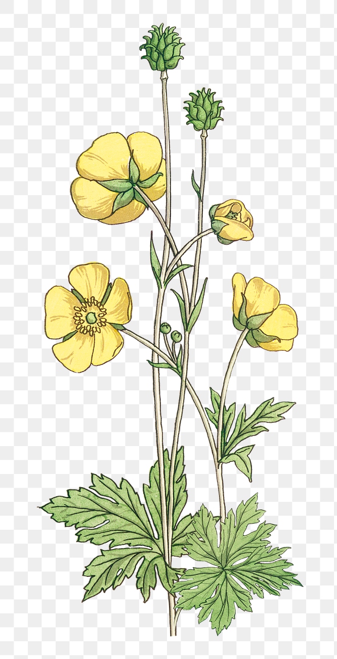 Vintage buttercup flower transparent png | Premium PNG Sticker - rawpixel