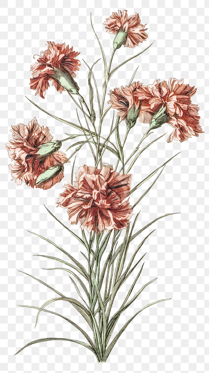 Png red carnation flower sticker | Premium PNG Sticker - rawpixel