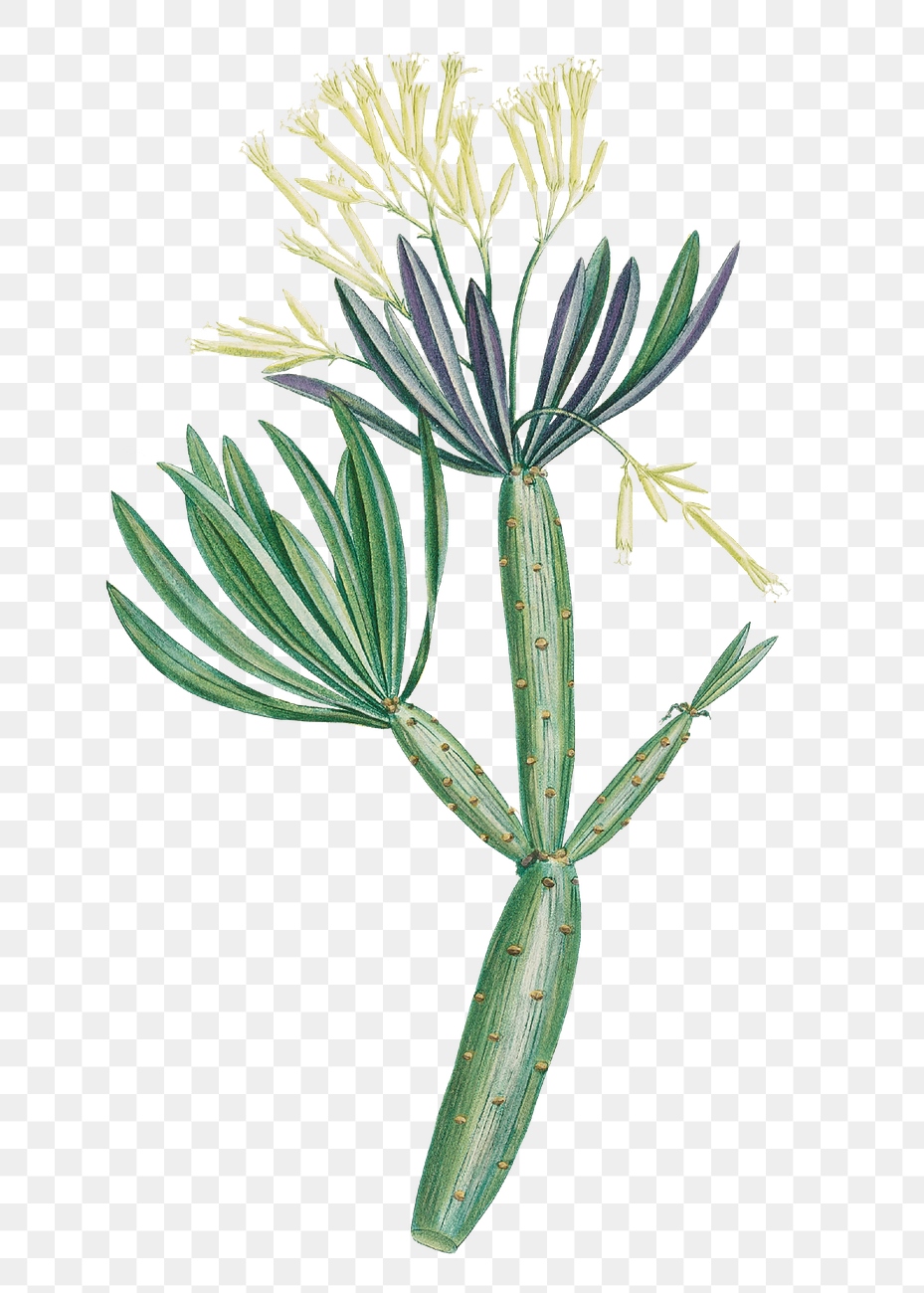 Hand drawn Cacalia Kleinia (Canary | Premium PNG Sticker - rawpixel