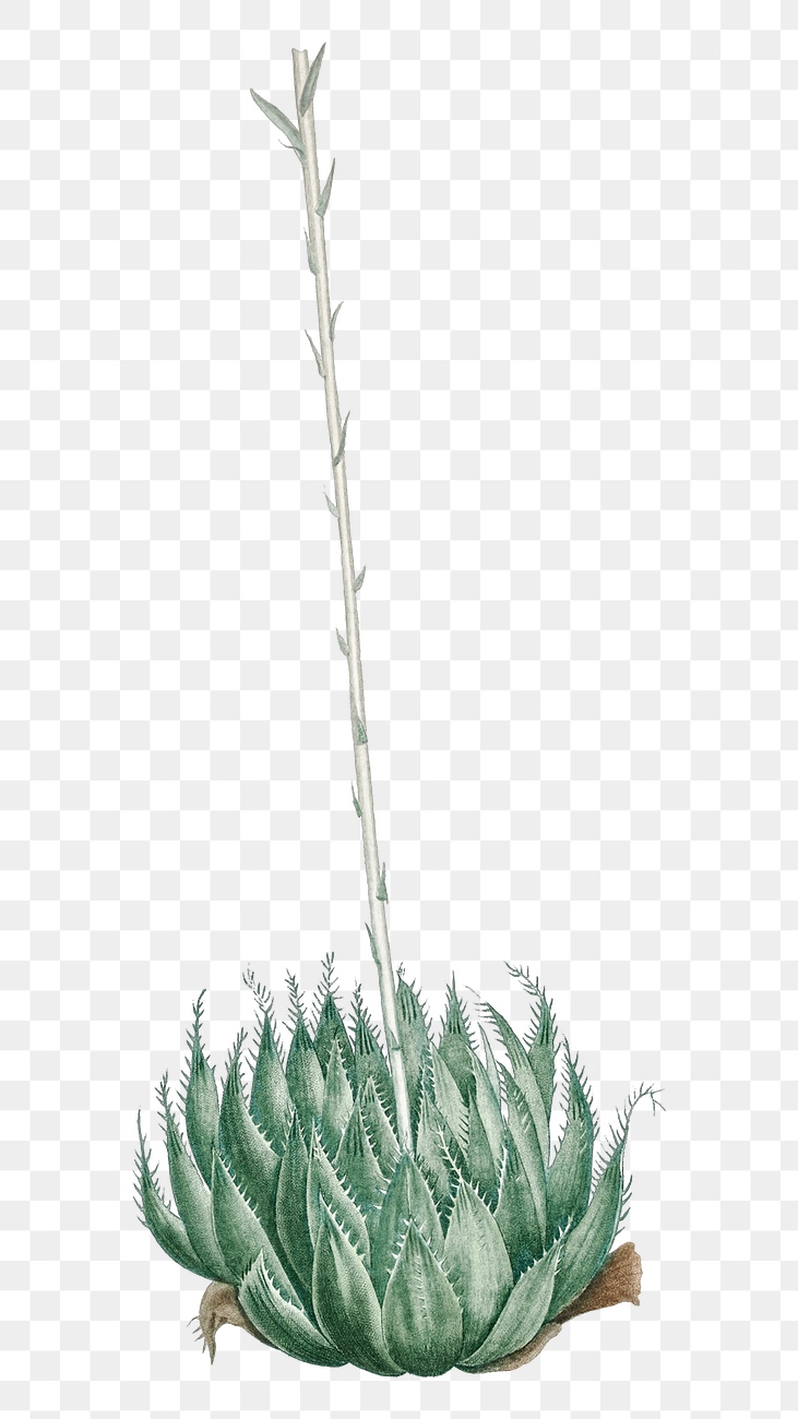 Hand drawn Aloe Arachnoides (Cobweb | Premium PNG Sticker - rawpixel