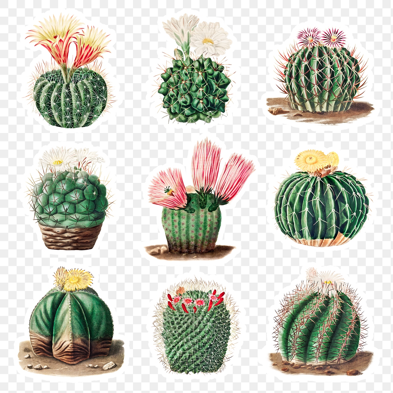 Vintage cactus sticker collection | Premium PNG - rawpixel