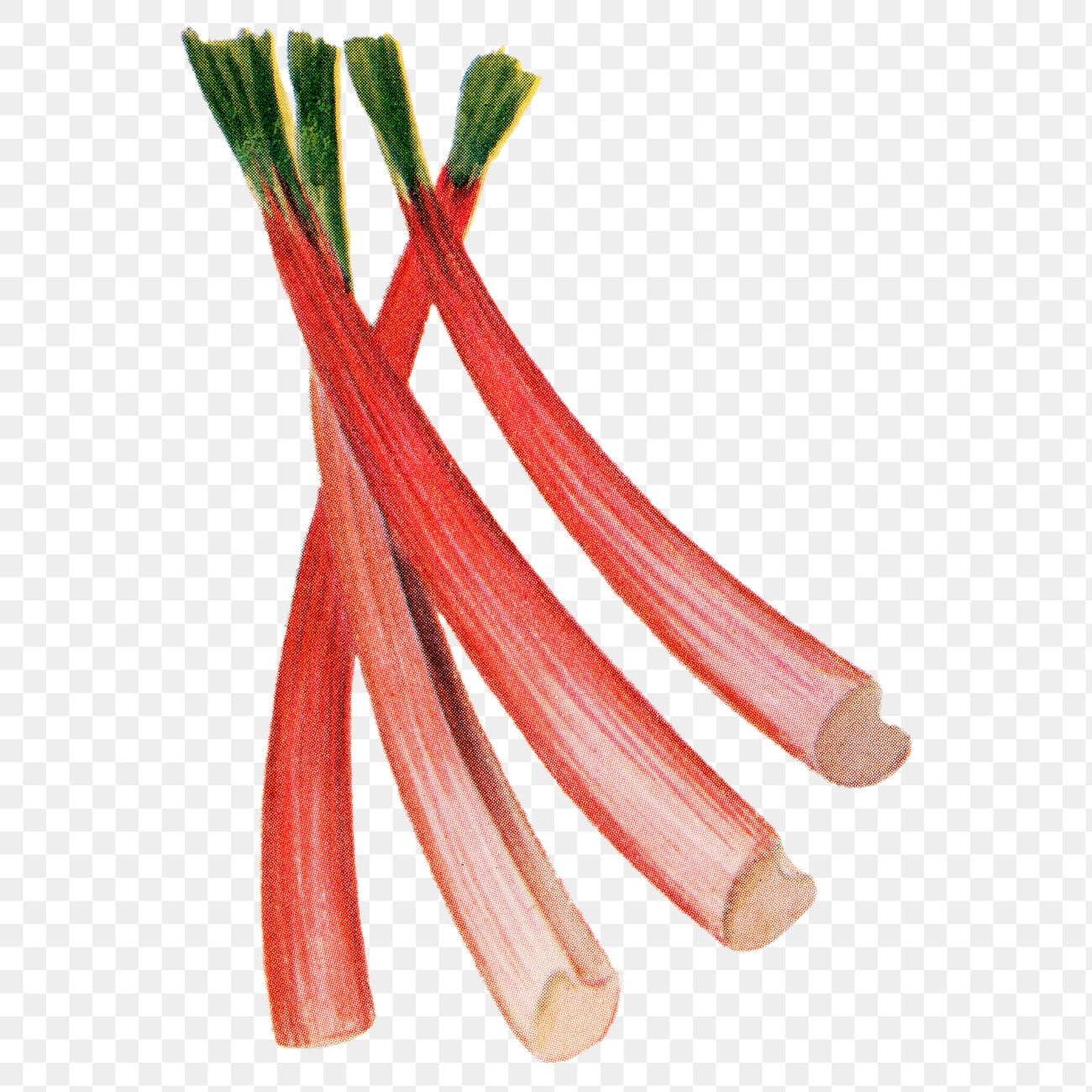 Rhubarb png clip art, vintage | Premium PNG - rawpixel